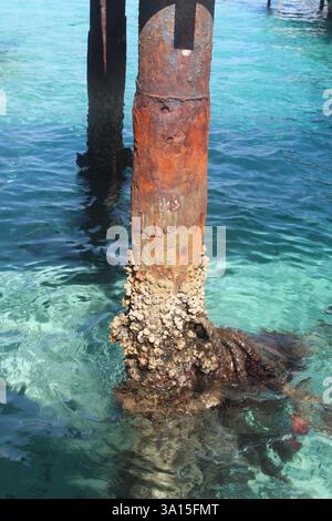 Barnacles on concrete pillars of pier on a sunny day in Hurghada, Egypt ...