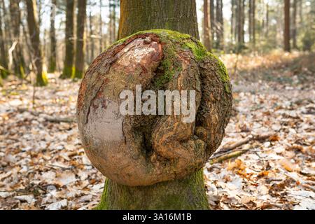 Big burl growing on the stem of a beech tree, Reichswald, Germany Stock ...