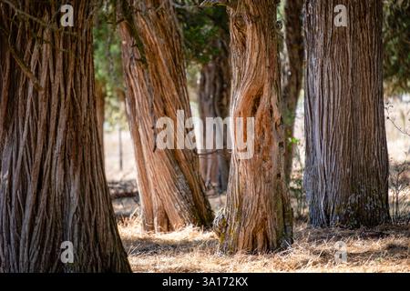 Juniper forest (Juniperus thurifera), listed monumental tree ...