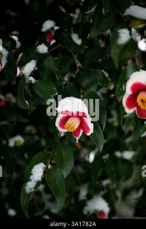 Snow-covered camellia flower blooming in a rare southern winter scene ...