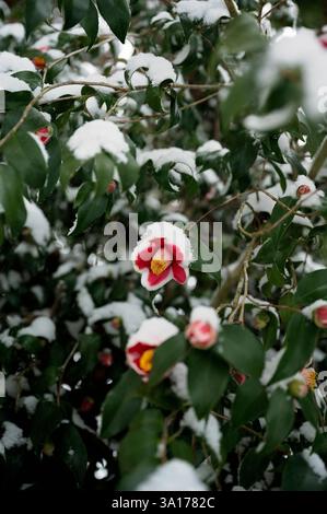 Snow-covered camellia flowers with red petals in a rare winter scene ...