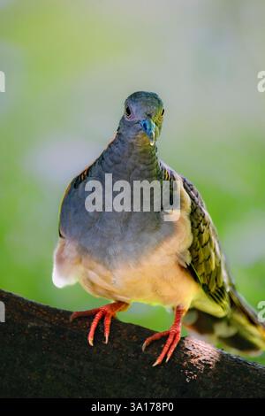 Geopelia humeralis perching on branch Stock Photo - Alamy