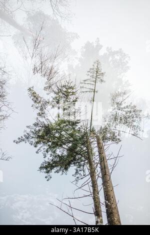 Double exposure forest and trees Stock Photo - Alamy