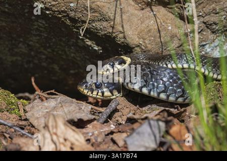 Grass snakes are basking in the rock crevise Stock Photo - Alamy