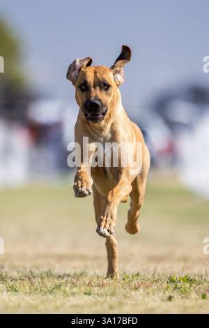 Rhodesian Ridgeback Running Lure Course Sprint Dog Sport Stock Photo ...