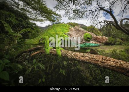 Female chameleon (Calumma linotum) in the rainforests of Amper Mountain ...