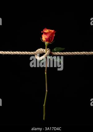Red rose is tied with a rough rope on a background of dark cloudy sky ...