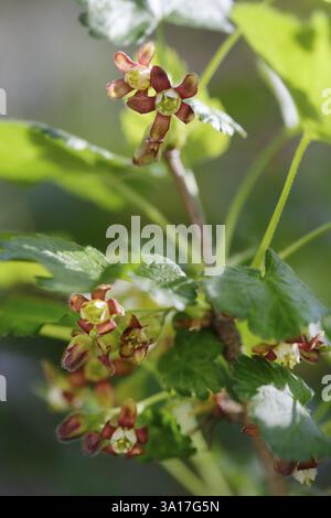 Closeup shot of growing currants on the branches in the greenery Stock ...