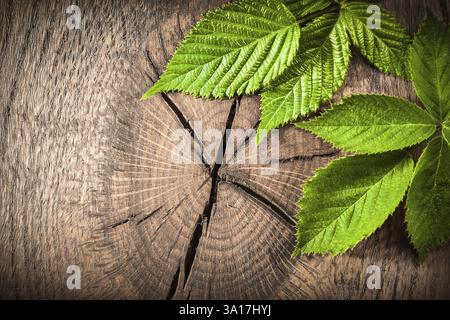 Green leaf on vintage messy wooden background Stock Photo - Alamy
