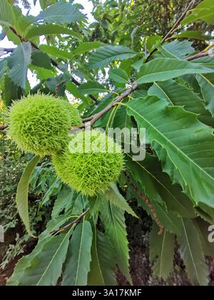 green edible chestnuts as nice natural background Stock Photo - Alamy