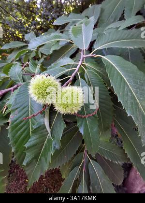 green edible chestnuts as nice natural background Stock Photo - Alamy