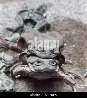 Titicaca water frog (Telmatobius culeus) close-up, captive, native to ...