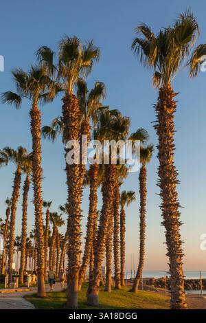 Cyprus, Paphos, Beachfront Path and Palm Trees Stock Photo - Alamy