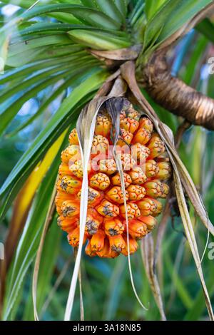 The tropical plant of Pandanus tectorius grow on the beach with blue ...