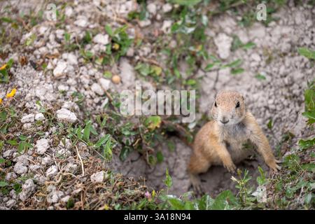 prairie dog peeking out of an underground hole to it's home Stock Photo ...