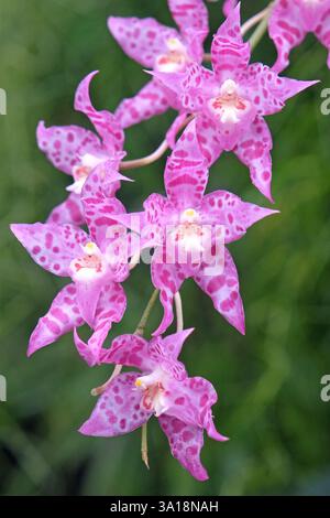 Purple and pink speckled Oncidium Heatonensis, dancing lady orchid in ...