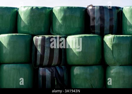 Hay texture. Hay bales are stacked in large stacks. Harvesting in ...