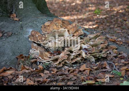Root fungus on the forest floor Stock Photo - Alamy