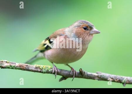 Chaffinch (Fringilla coelebs) sitting on a branch in winter, Bavaria ...