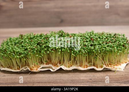 Fresh garden cress germ bud as closeup on a black board with copy space ...