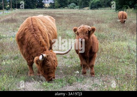 scottish highland cattle: mother and offspring Stock Photo - Alamy