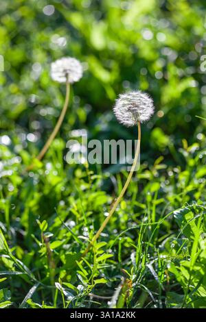 Green Grass Field Stock Photo - Alamy