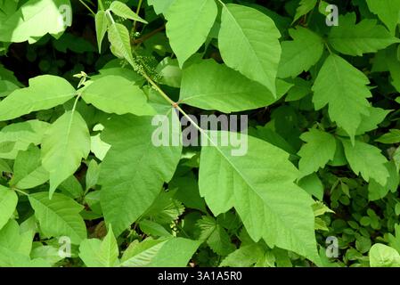 Poison sumac, Rhus radicans grows as a shrub, but is also able to climb ...
