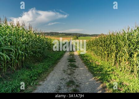 A dirt road leads through corn fields, landscape in the Swiss canton of ...