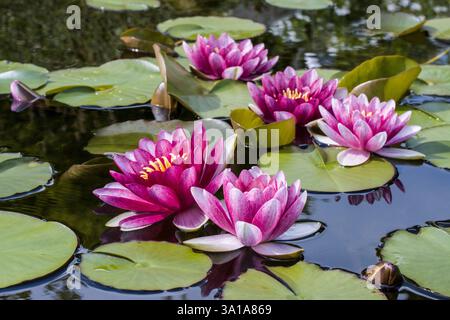 Red water lilies (Nymphaea hybrids) in the garden pond Stock Photo - Alamy