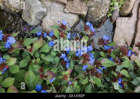 Creeping hornwort, Chinese leadwort (Ceratostigma plumbaginoides, syn ...