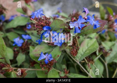 Creeping hornwort, Chinese leadwort (Ceratostigma plumbaginoides, syn ...