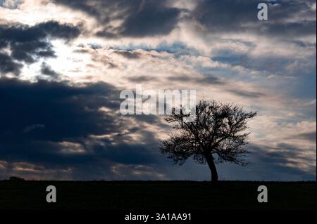A tree under dark clouds with sun and grass Stock Photo - Alamy