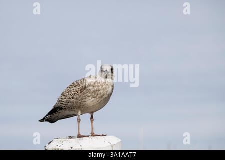 Mew Gull, young bird, Flensburg harbor Stock Photo - Alamy