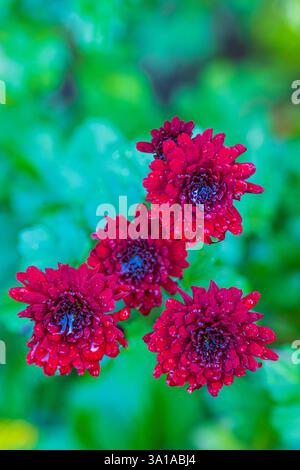 Close-up of a dark red double peony with layered petals. Great for ...