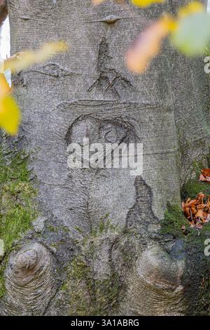 carved heart in the bark of a tree trunk, Hainich National Park ...