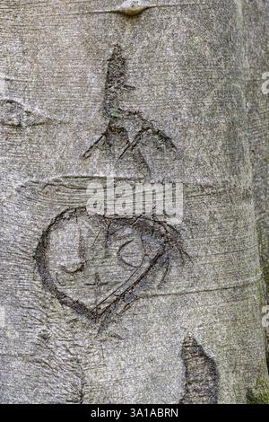 carved heart in the bark of a tree trunk, Hainich National Park ...
