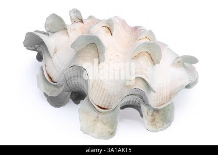 Squamosa Clam (Tridacna squamosa) AKA: ruffled clam and Scaled Clam ...