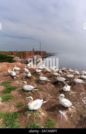 breeding northern gannets on Heligoland Stock Photo - Alamy