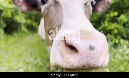 Curious cow looks into camera sniffing it with a big wet nose outdoor ...