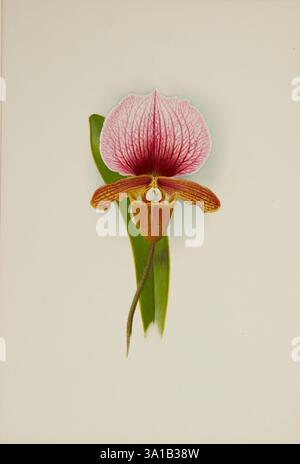Venus Slipper (Paphiopedilum). Image of flower isolated on dark ...