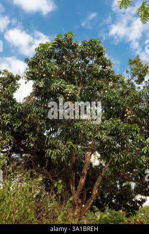 Mangoes growing on a mango tree in Ponce, Puerto Rico Stock Photo - Alamy