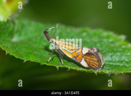 Common Tubic - Hedge Beauty Moth (Alabonia geoffrella). Oecophoridae ...
