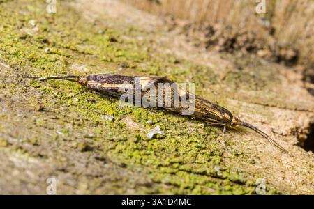 Sulphur Tubic - Bark Moth (Esperia sulphurella), Oecophoridae. Sussex ...