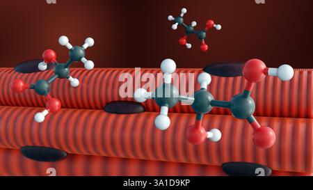 3d rendering of lactic acid molecules and skeletal muscle. The ...