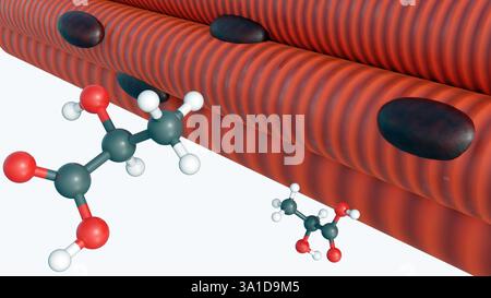 3d rendering of lactic acid molecules and skeletal muscle. The ...
