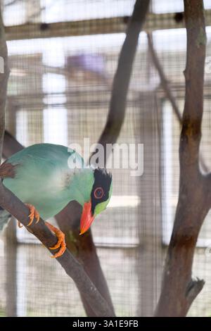 A closeup of a beautiful Javan green magpie Stock Photo - Alamy