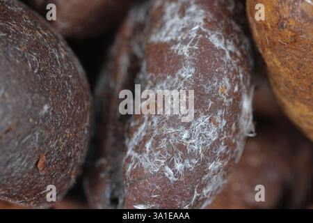 Caffeine crystallization on roasted coffee beans looking like mold ...