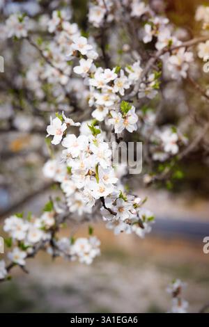 Pink almond tree flowers on almond tree branches against blue sky on a ...