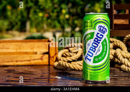 Tuborg beer can - condensation water droplets, outdoors background ...