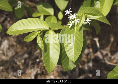 Botanical name Holarrhena pubescens, family Apocynaceae (oleander ...